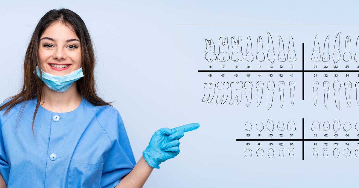 Teeth Chart 101: A Guide to How Dentists Identify Your Teeth | Sani ...