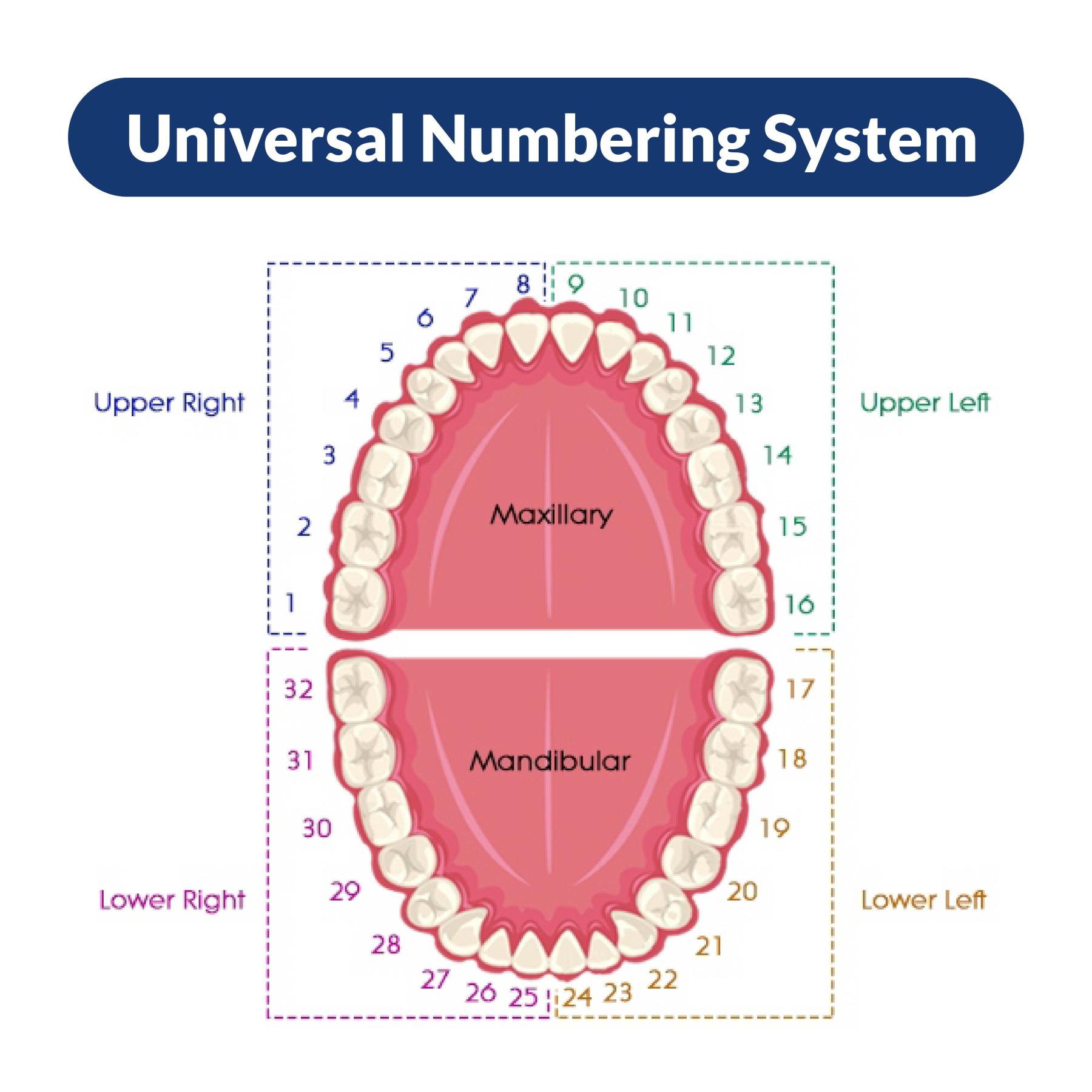 Teeth Chart 101: A Guide to How Dentists Identify Your Teeth | Sani ...